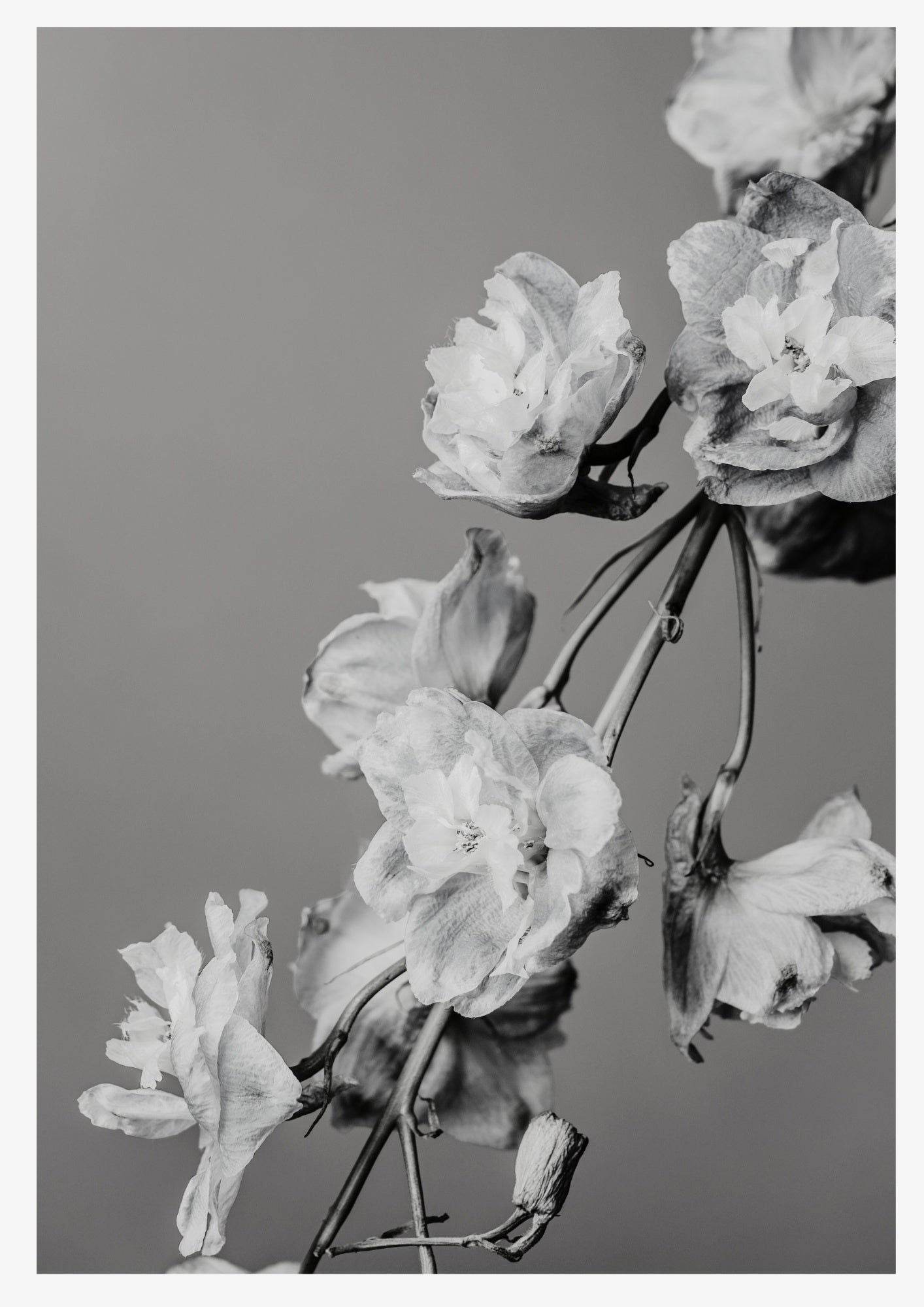 Vintage Black and White Floral Poster - Timeless Botanical Art Print ...