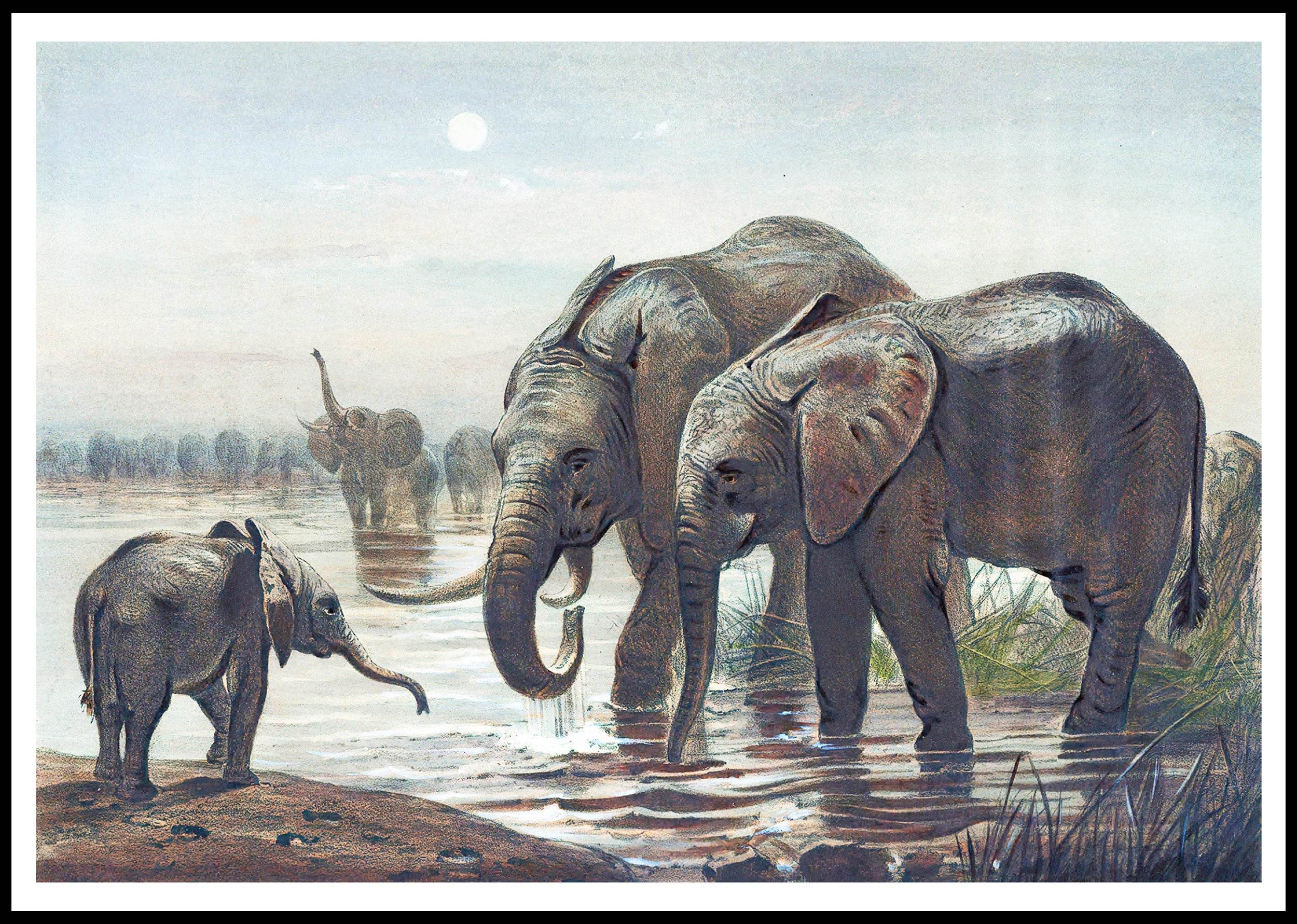 The African Elephant by Joseph Wolf – Hakyarts