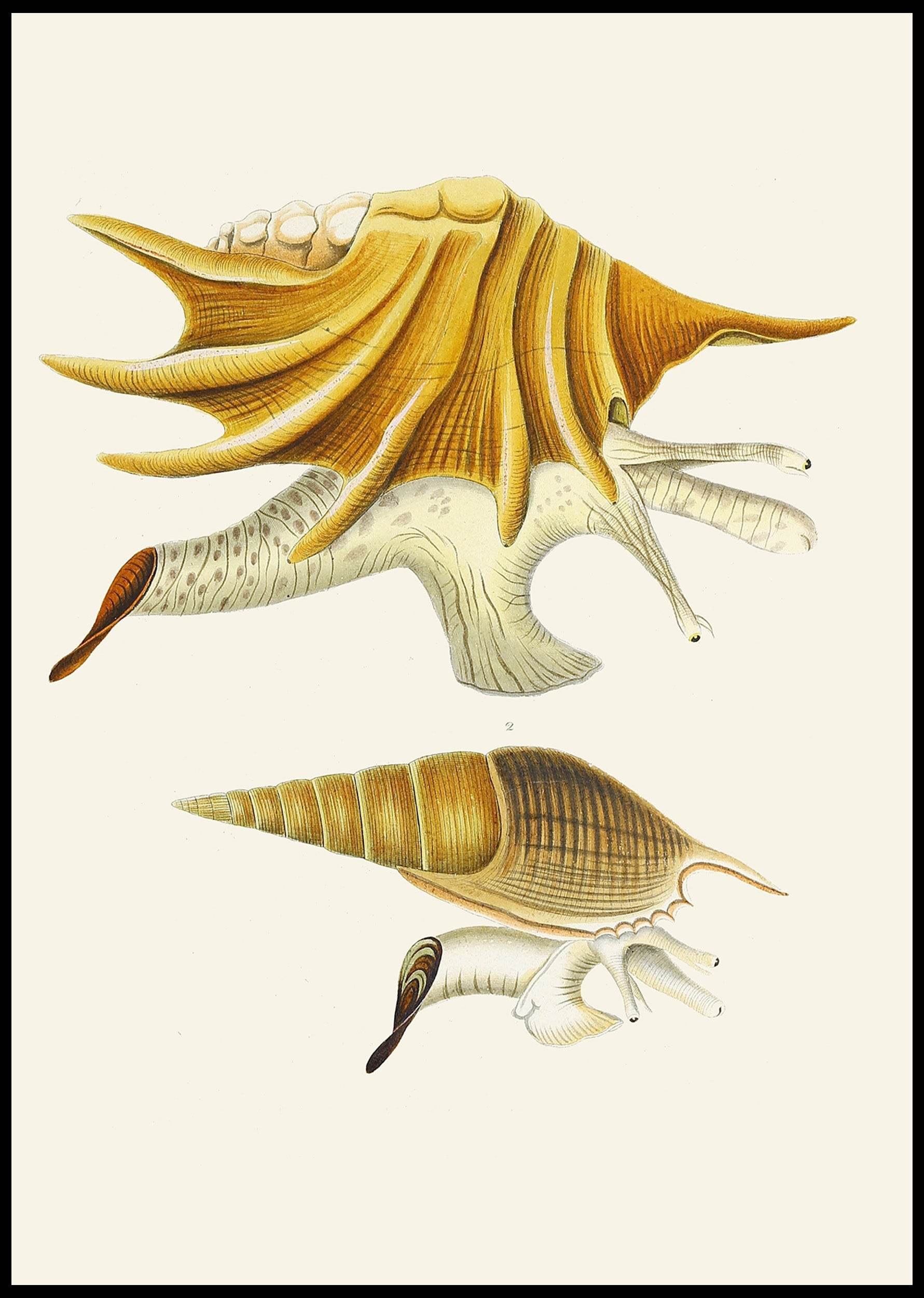 The Winged Snails – Hakyarts