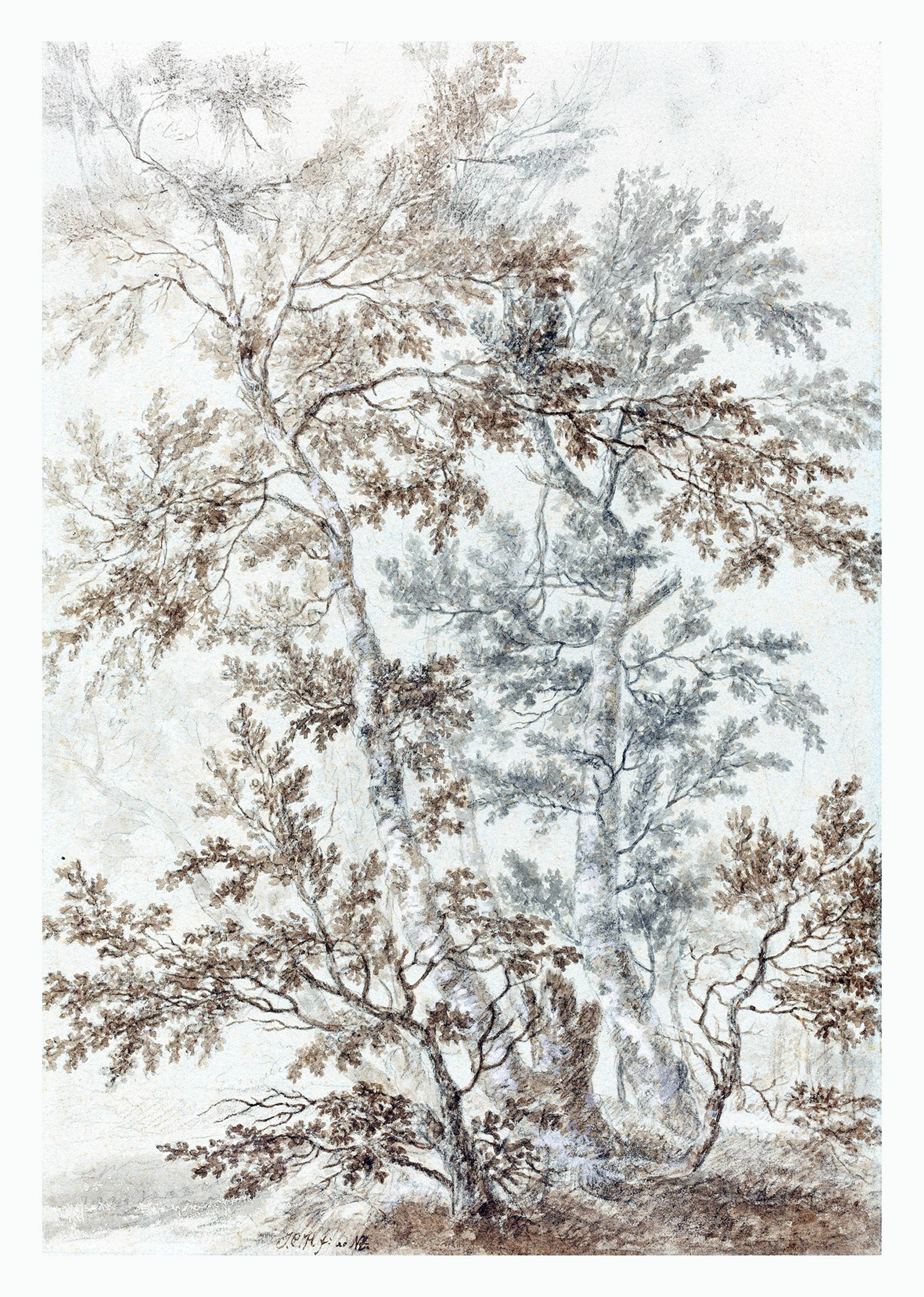 A Stand of Birch Trees by Johann Caspar Huber – Vintage Woodland Lands ...