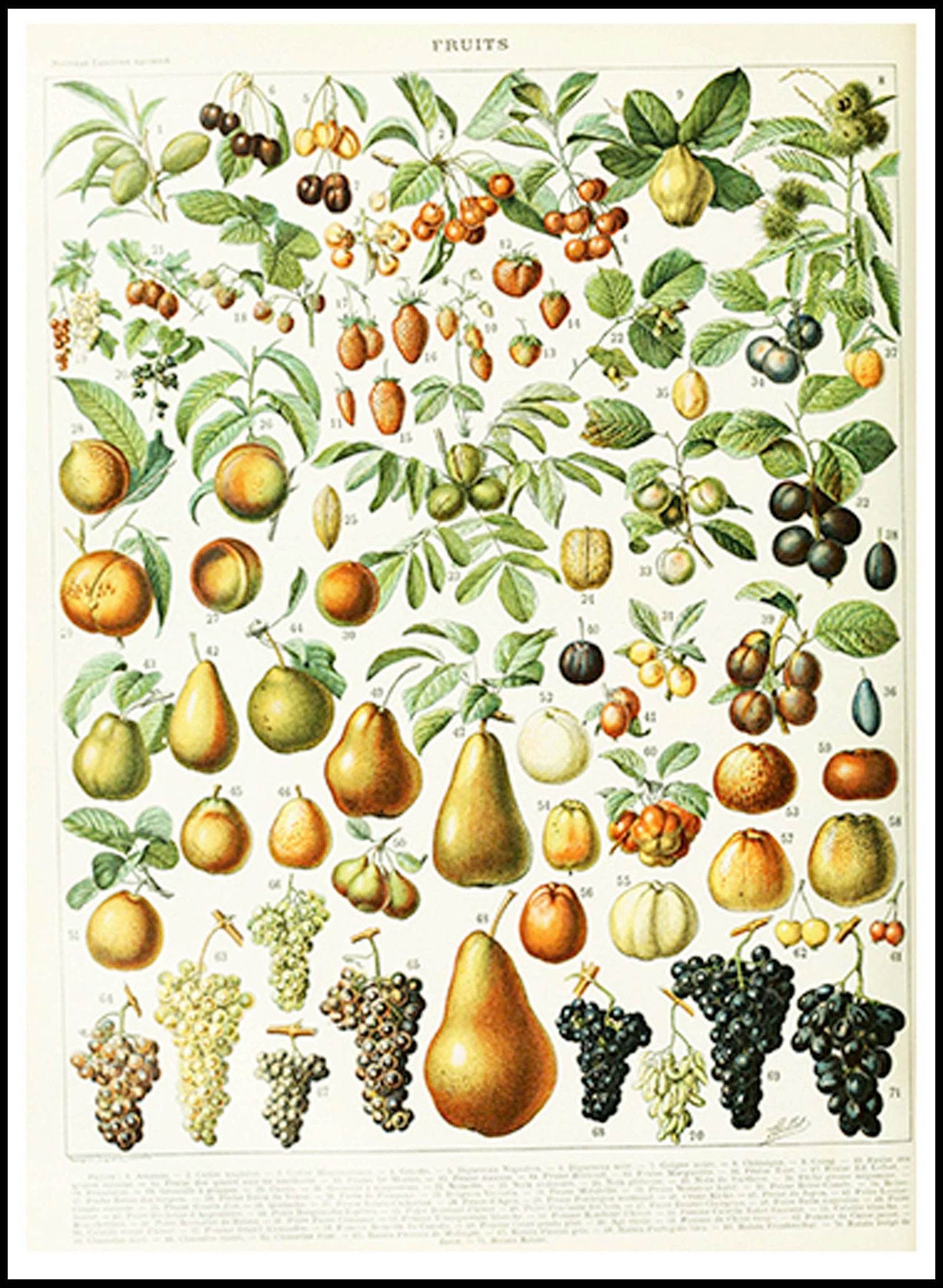 Adolphe Millot - Fruits III Poster – Hakyarts