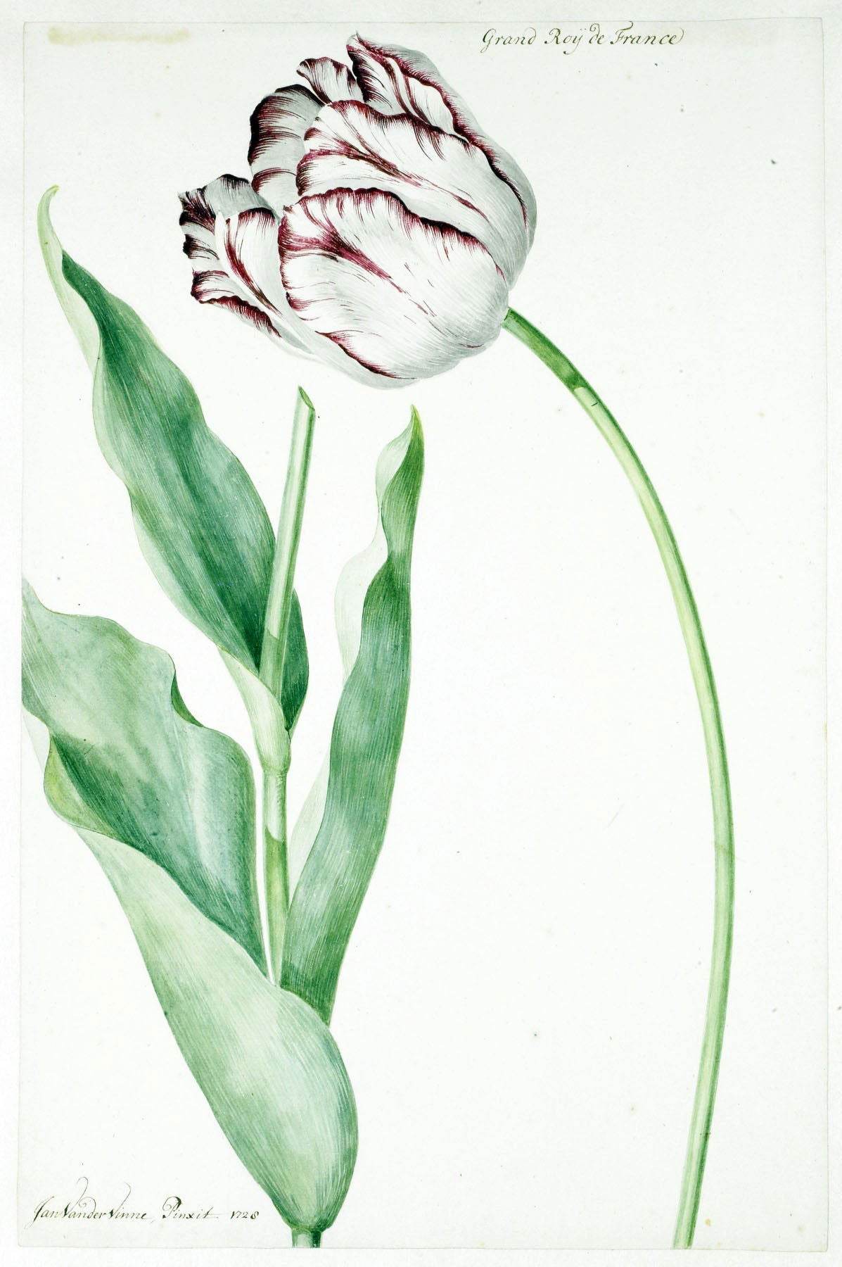 Tulip Grand Roy de France (1728) by Jan Laurensz – Vintage Botanical A ...