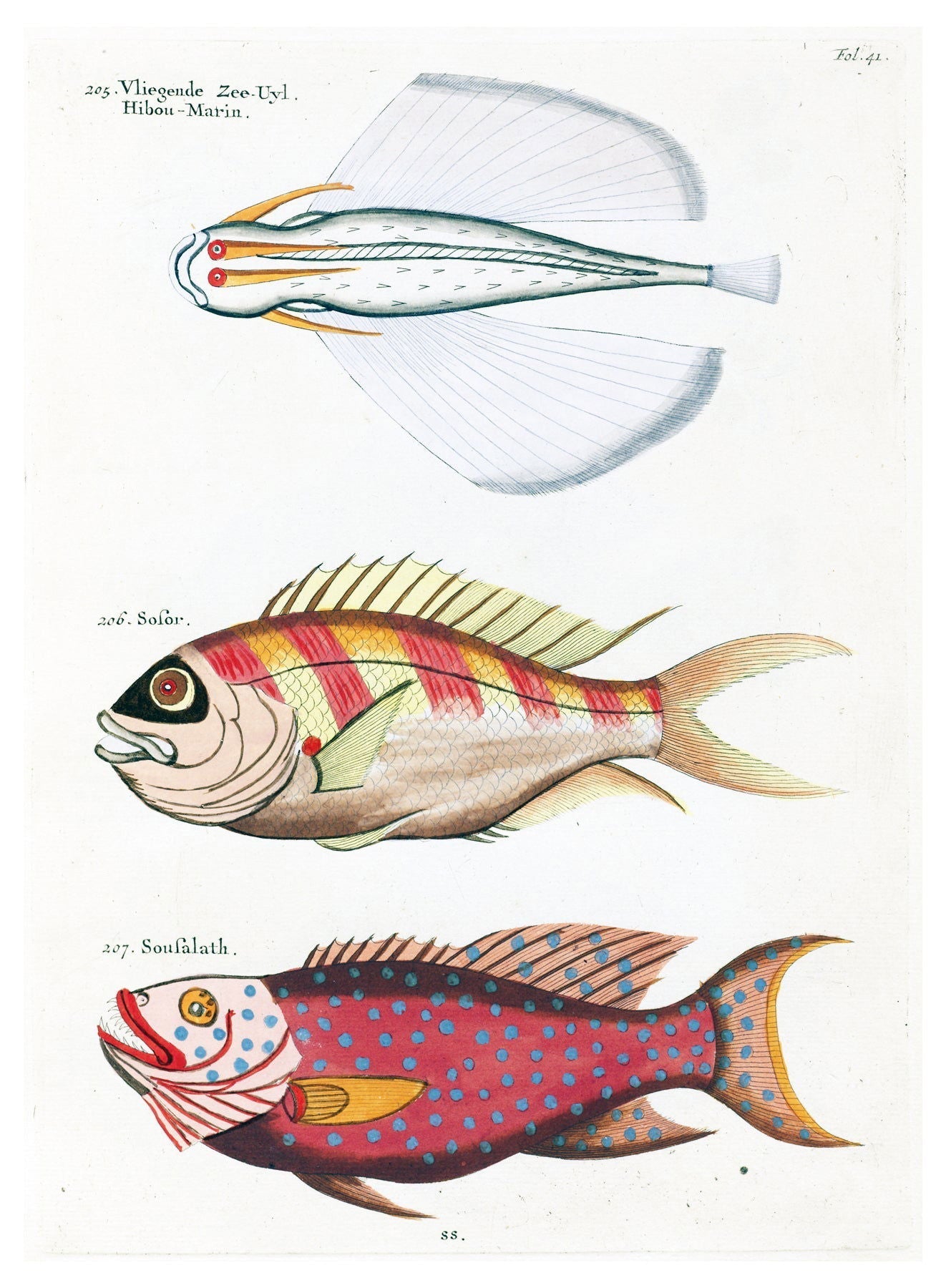 Poissons, Plate 41 by Louis Renard – 18th-Century Natural History Illu ...