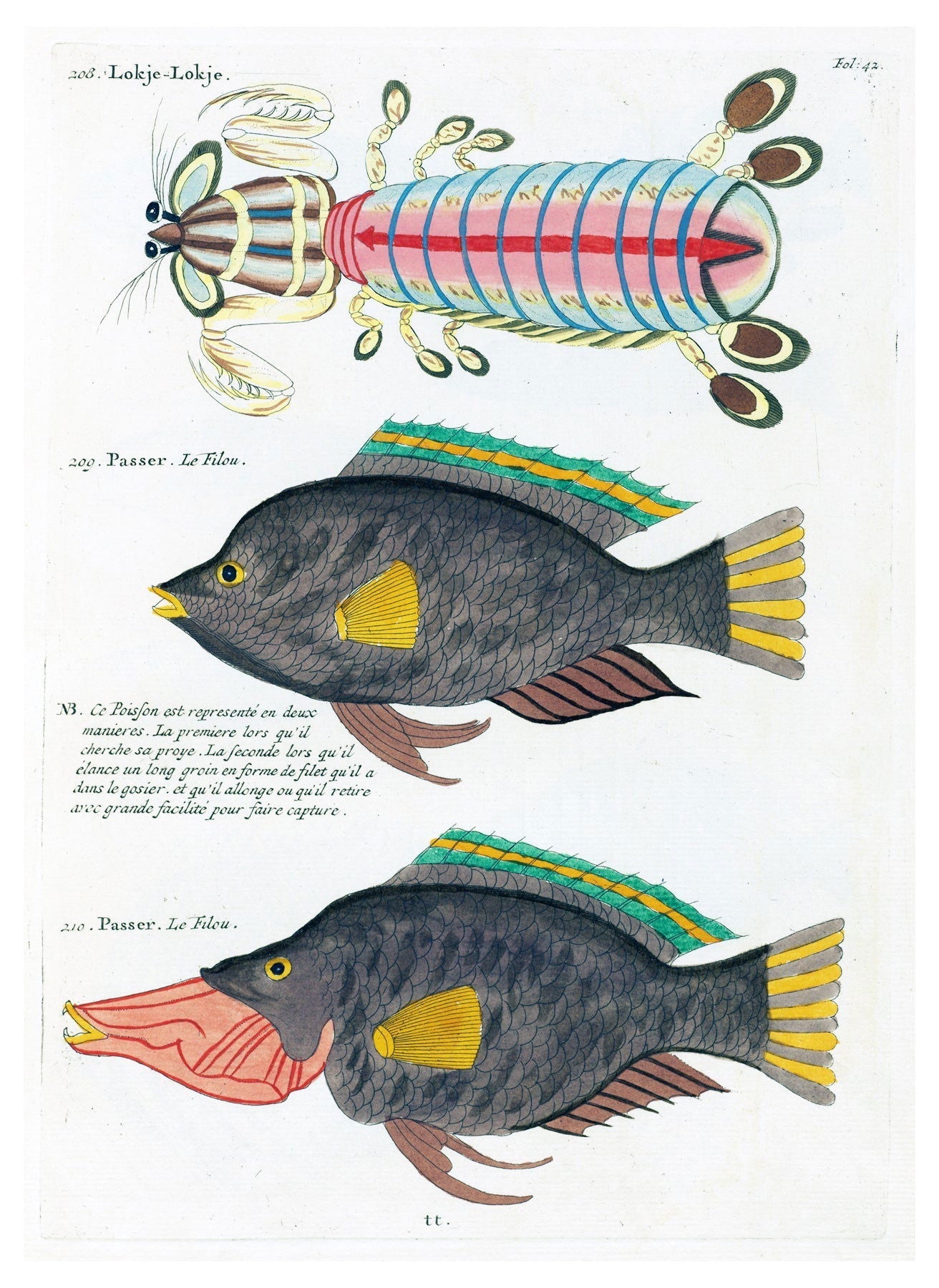 Poissons, Plate 42 by Louis Renard – 18th-Century Natural History Illu ...