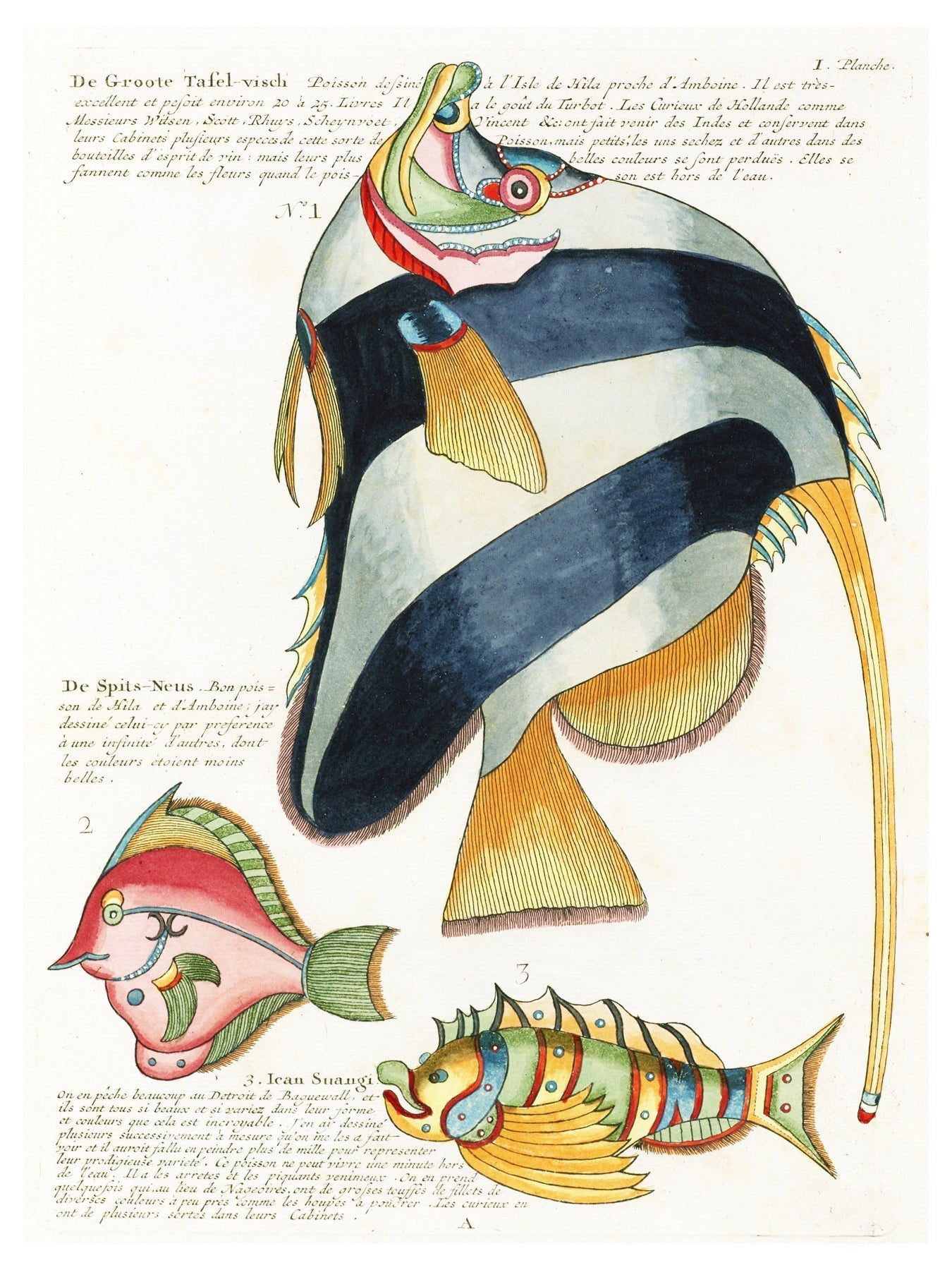 Poissons, Plate 44 by Louis Renard – 18th-Century Natural History Illu ...