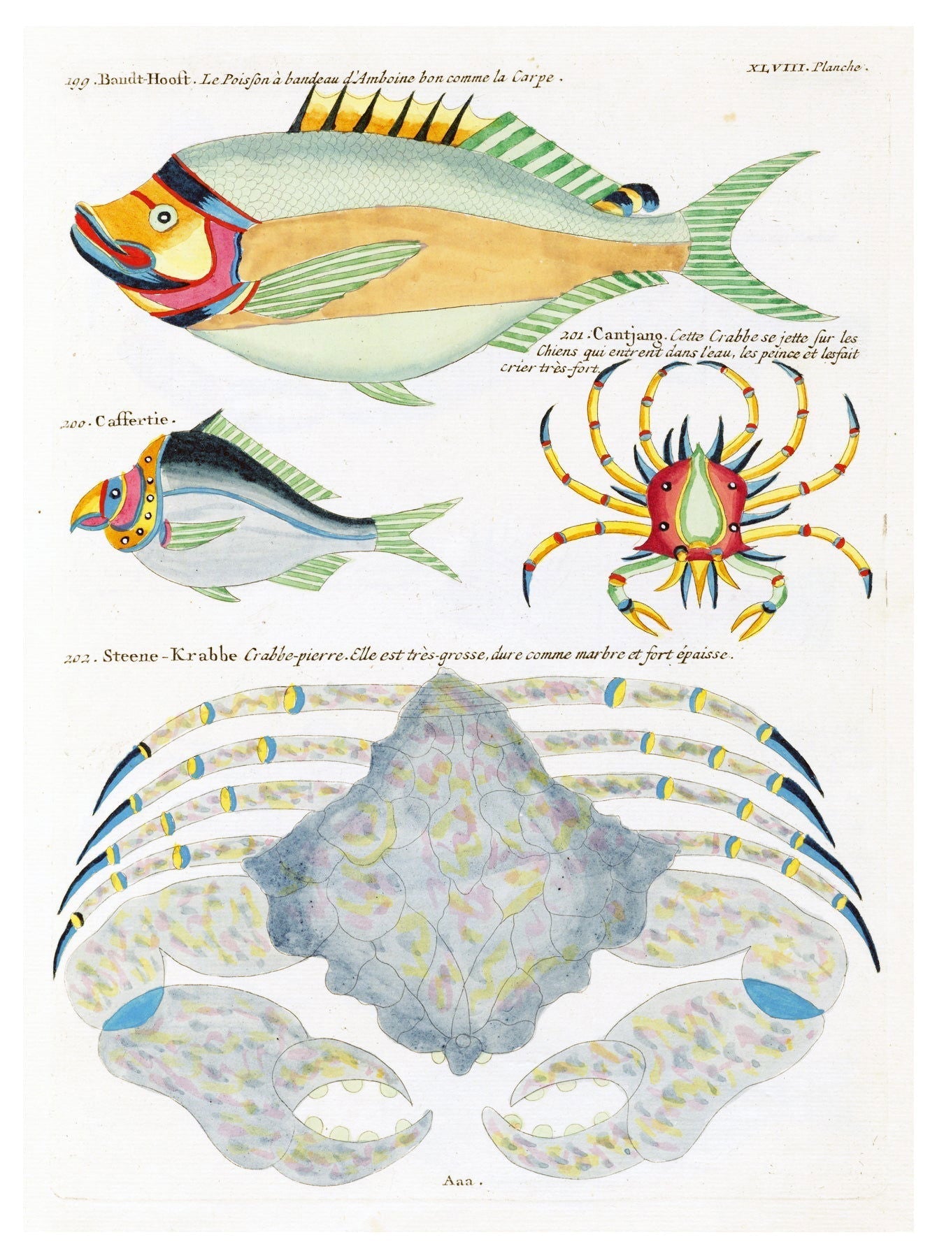 Poissons Plate 91 by Louis Renard – Scientific Natural History Art Pri ...